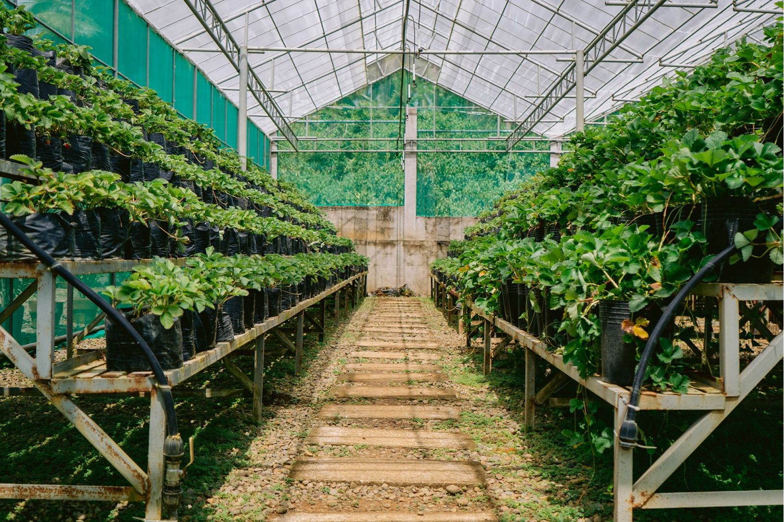 Home - Kenjelo Farm